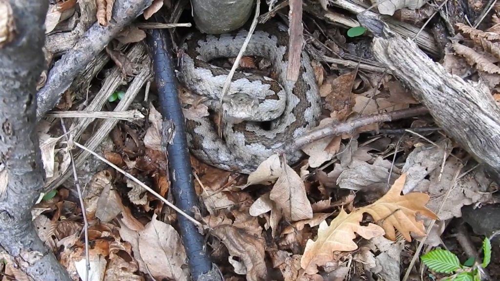 Zmije otrovnice u Srbiji ─ Poskok, šarka i šargan | Srem Online