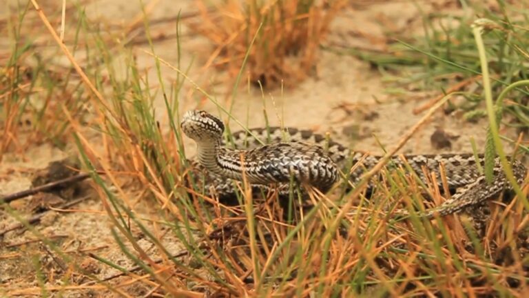 Zmije otrovnice u Srbiji ─ Poskok, šarka i šargan | Srem Online