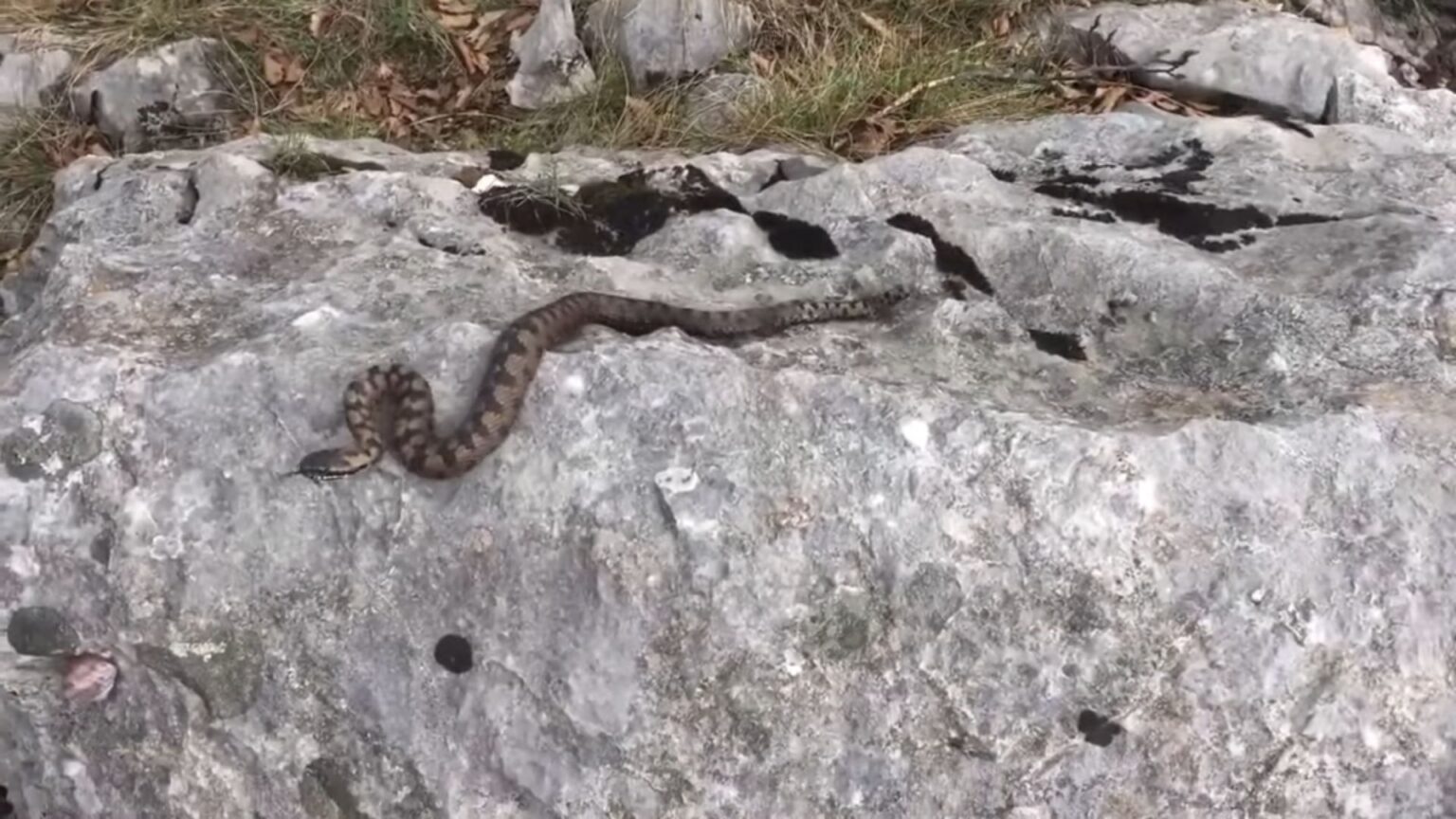 Zmije otrovnice u Srbiji ─ Poskok, šarka i šargan | Srem Online