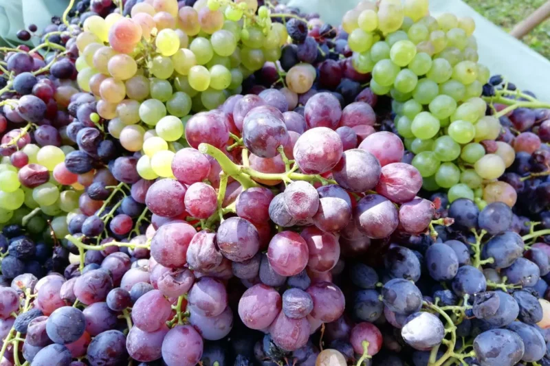 Stare sorte grožđa u Sremu: 5 skoro zaboravljenih vrsta | Srem Online